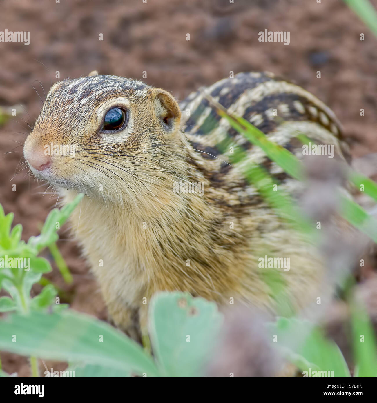 Thirteen-lined ground squirrel in the summer at the Crex Meadows ...
