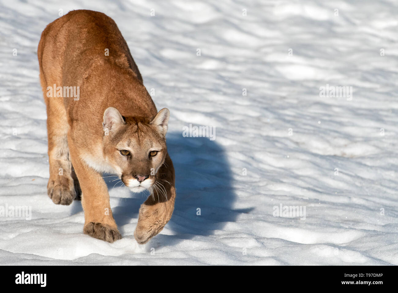 North America; United States; Montana; Wildlife; Mammals; Predators ...