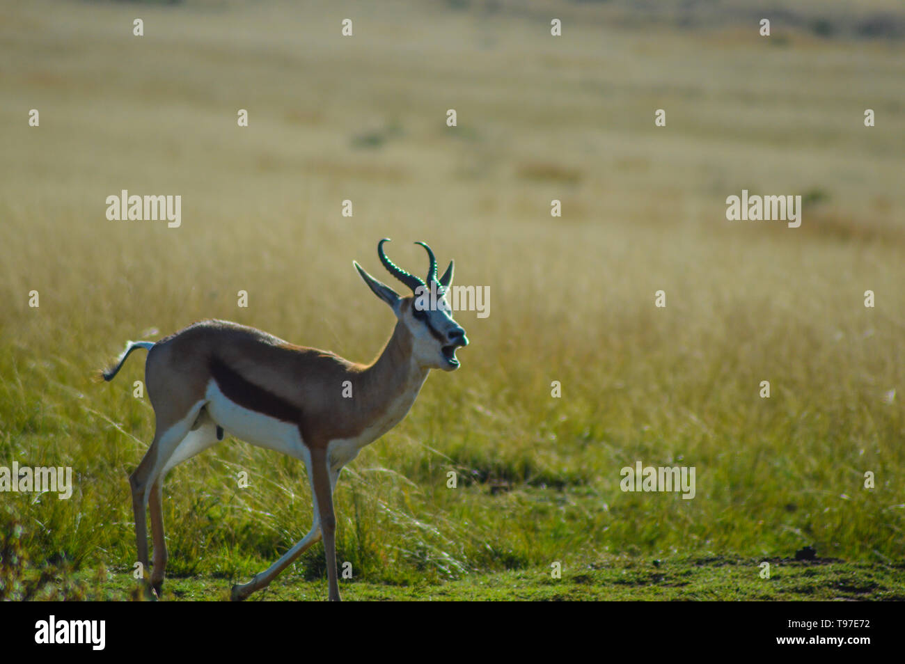 Portrait of an Isolated springbok national animal of South Africa Stock ...