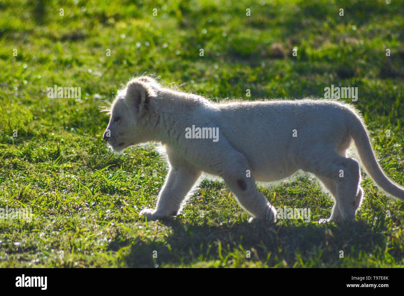 Cute White Lion Cubs Playing