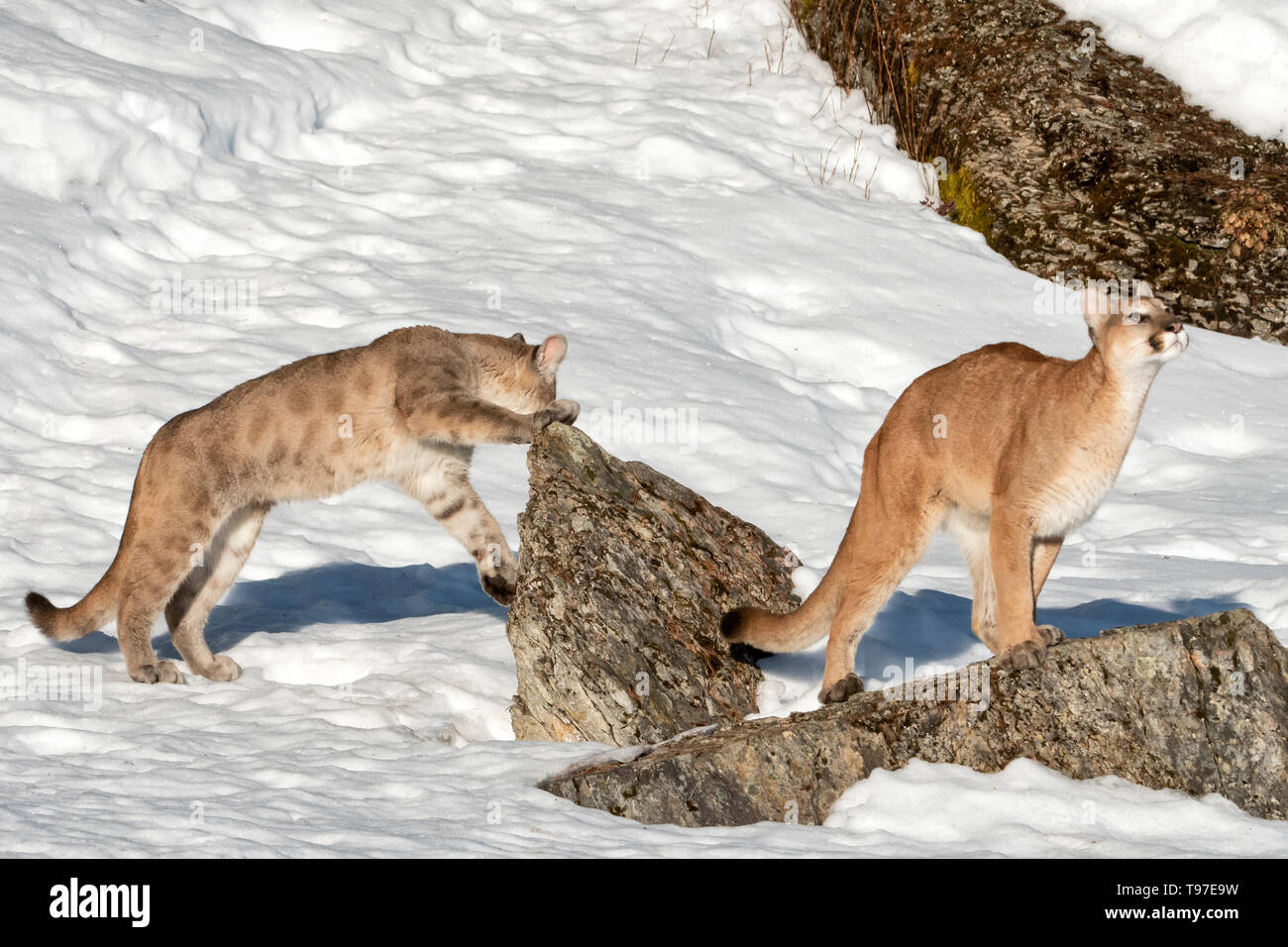 North America; United States; Montana; Wildlife; Mammals; Predators ...