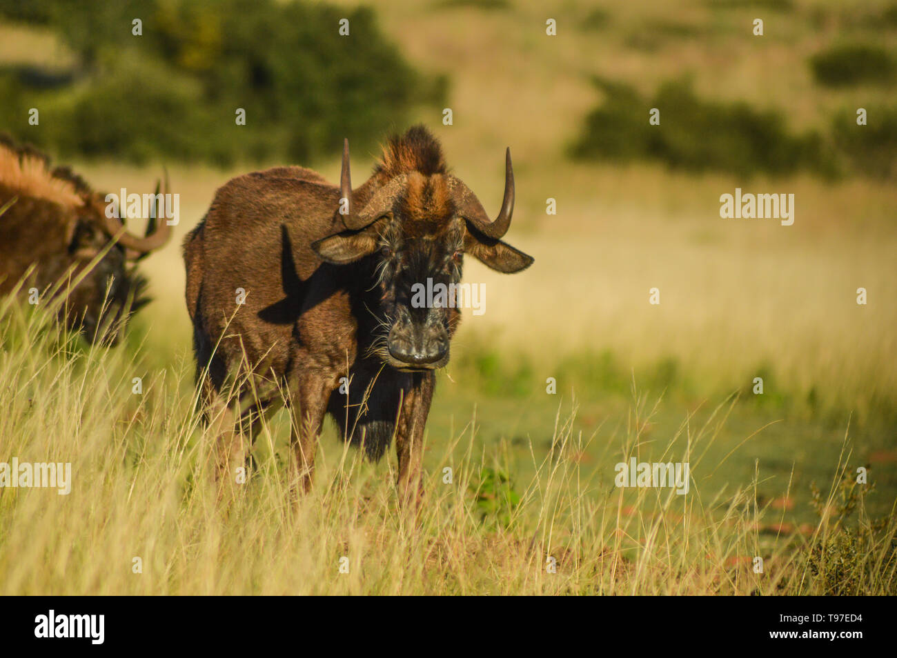 Male brown wildebeest in a nature reserve in South Africa Stock Photo ...
