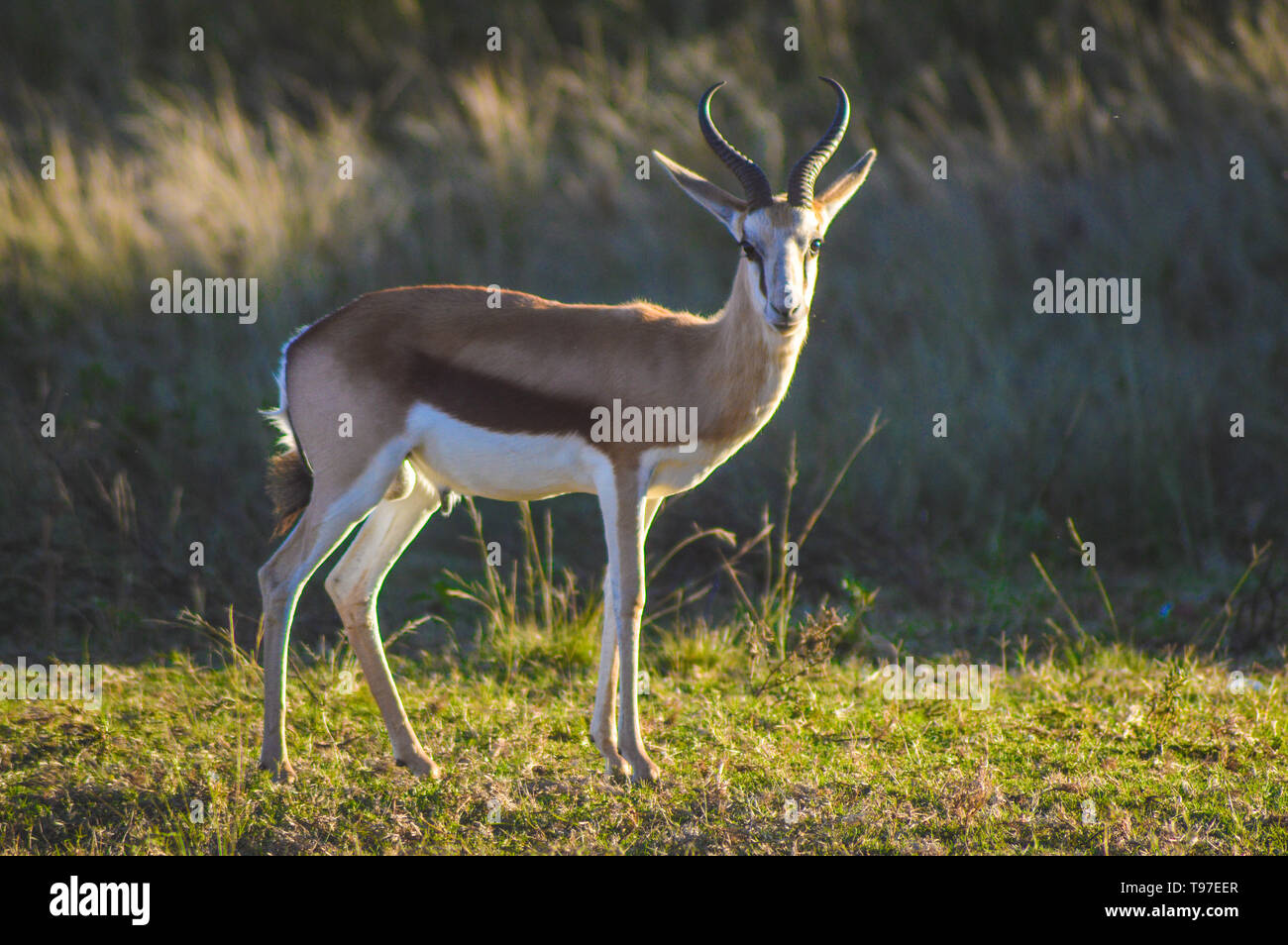 Portrait of an Isolated springbok national animal of South Africa Stock ...