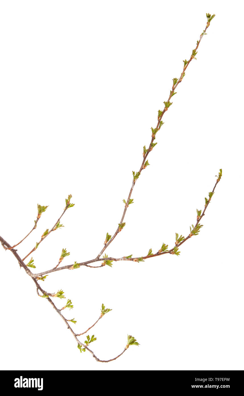 Branches of currant bush with leaves Stock Photo - Alamy