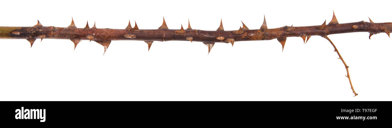 Part of the dry stem of a rose bush. Isolated on white Stock Photo - Alamy