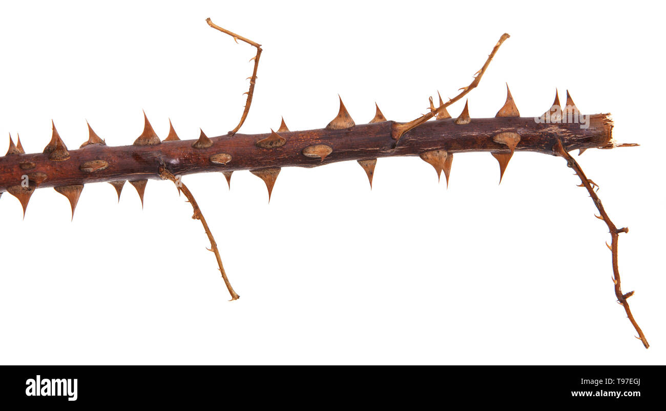 Part of the dry stem of a rose bush. Isolated on white Stock Photo - Alamy
