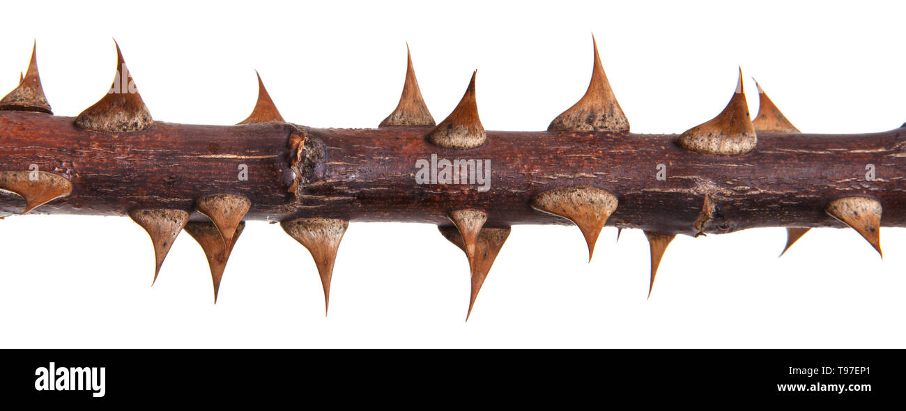 Part of the dry stem of a rose bush. Isolated on white Stock Photo - Alamy