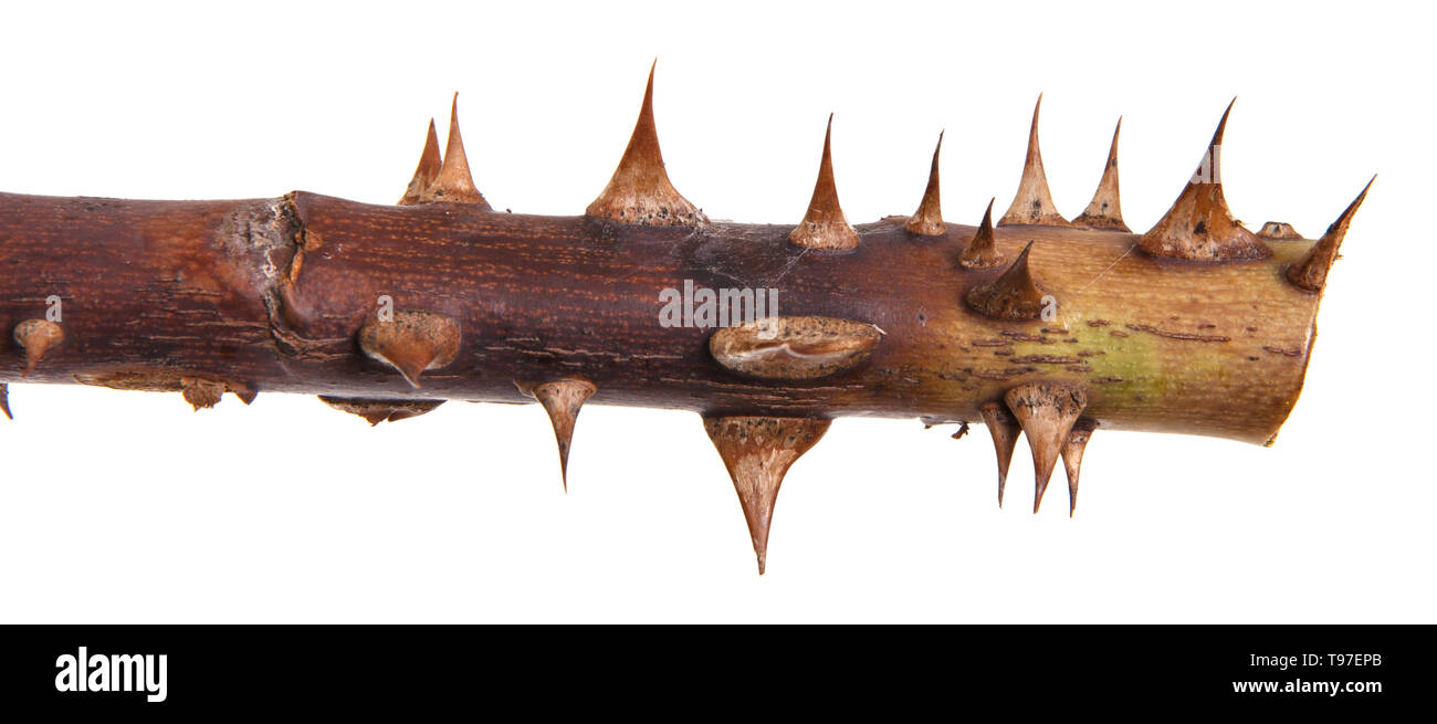 Part of the dry stem of a rose bush. Isolated on white Stock Photo - Alamy