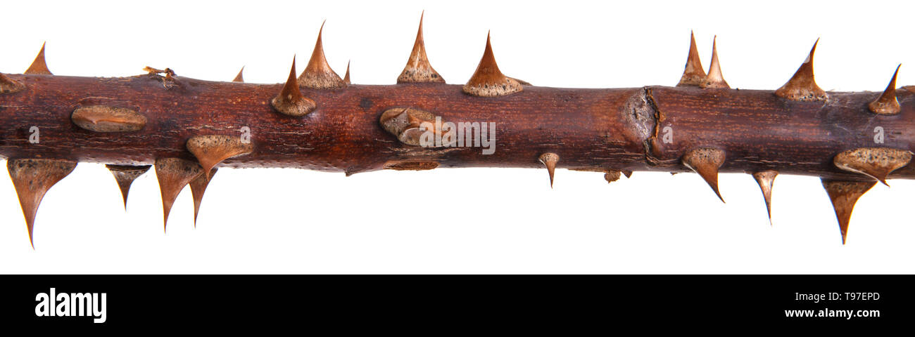 Part of the dry stem of a rose bush. Isolated on white Stock Photo - Alamy