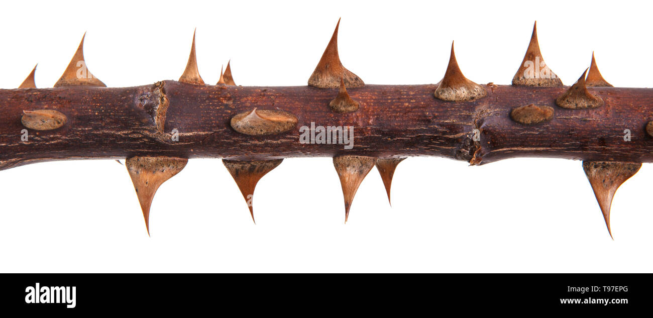 Part of the dry stem of a rose bush. Isolated on white Stock Photo - Alamy