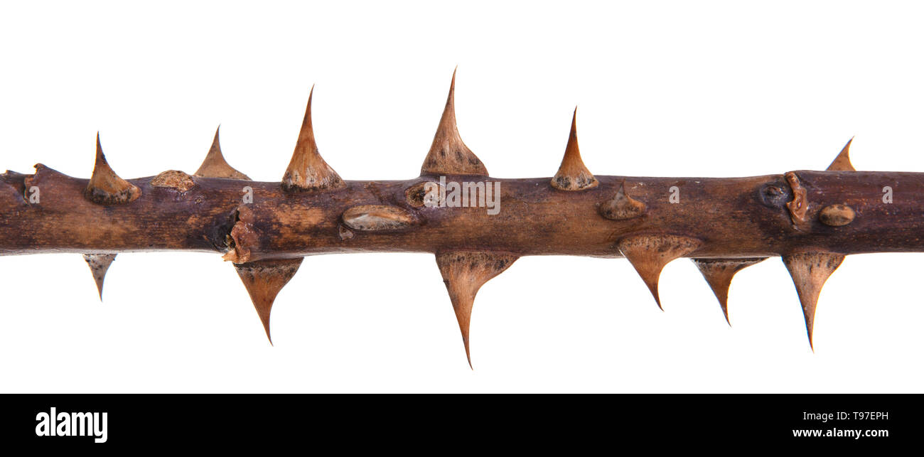 Part of the dry stem of a rose bush. Isolated on white Stock Photo - Alamy