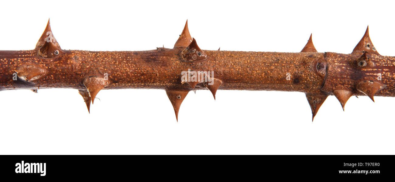 Part of the dry stem of a rose bush. Isolated on white Stock Photo - Alamy