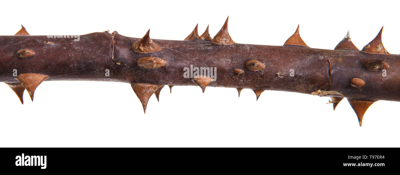 Part of the dry stem of a rose bush. Isolated on white Stock Photo - Alamy