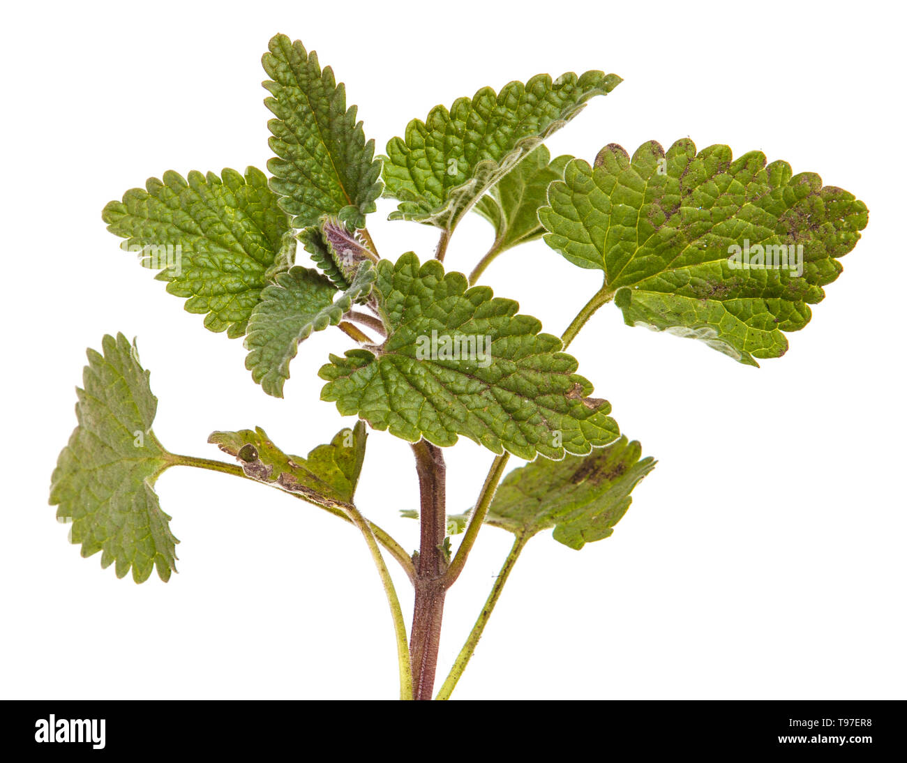 Small mint bush isolated on white Stock Photo - Alamy