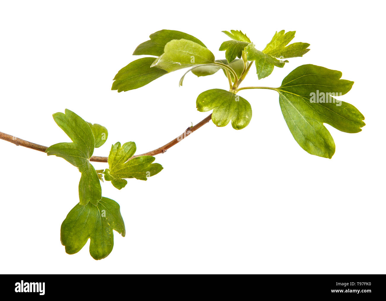 A branch of a currant bush with young green leaves. Isolated on white ...