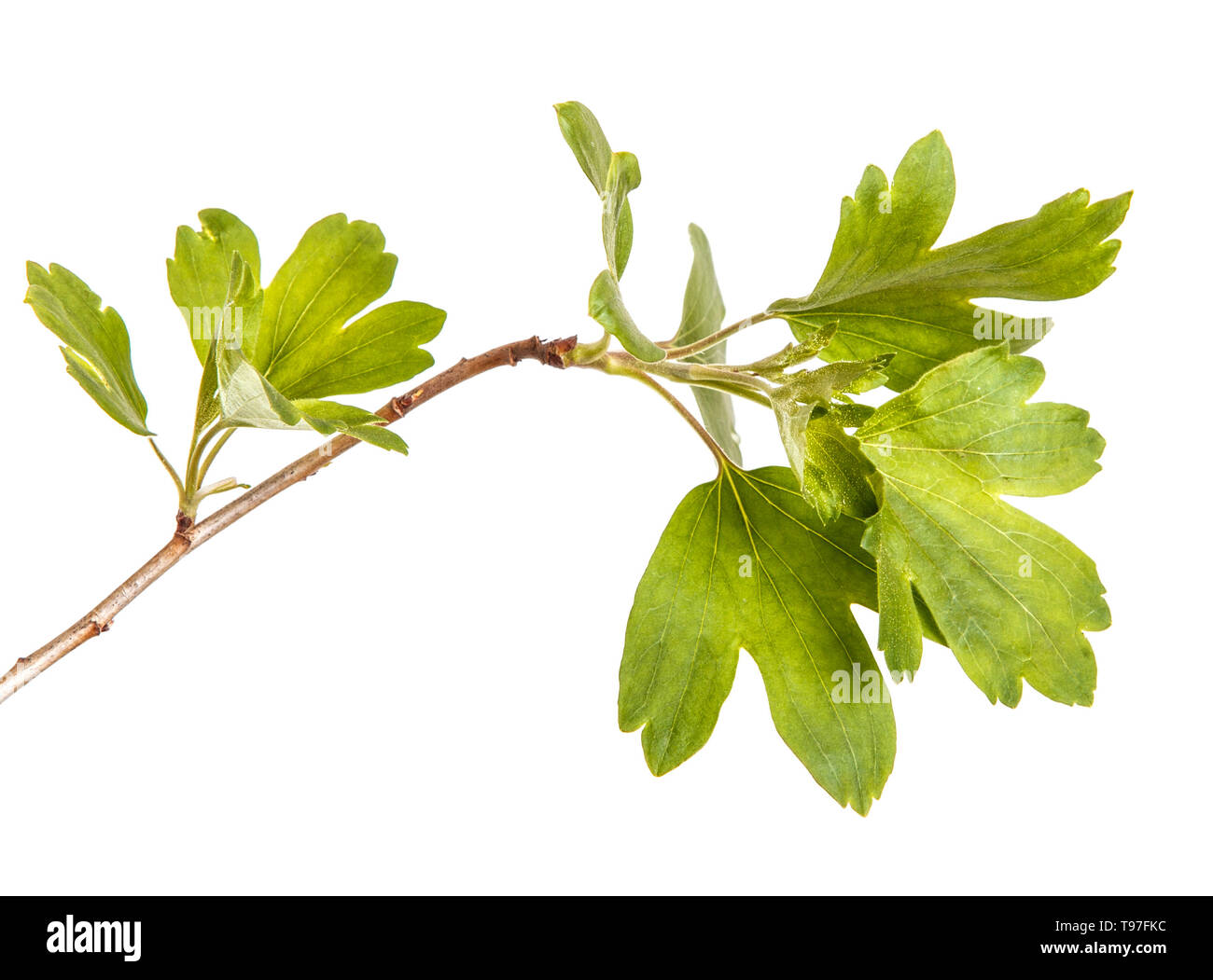 A branch of a currant bush with young green leaves. Isolated on white ...