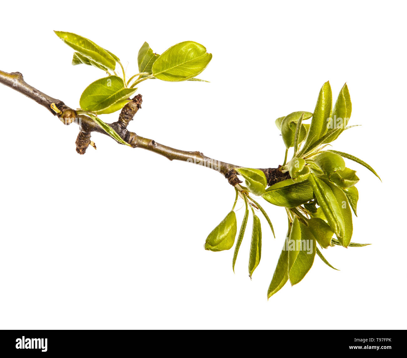 A branch of pear tree with young green leaves. Isolated on white Stock ...