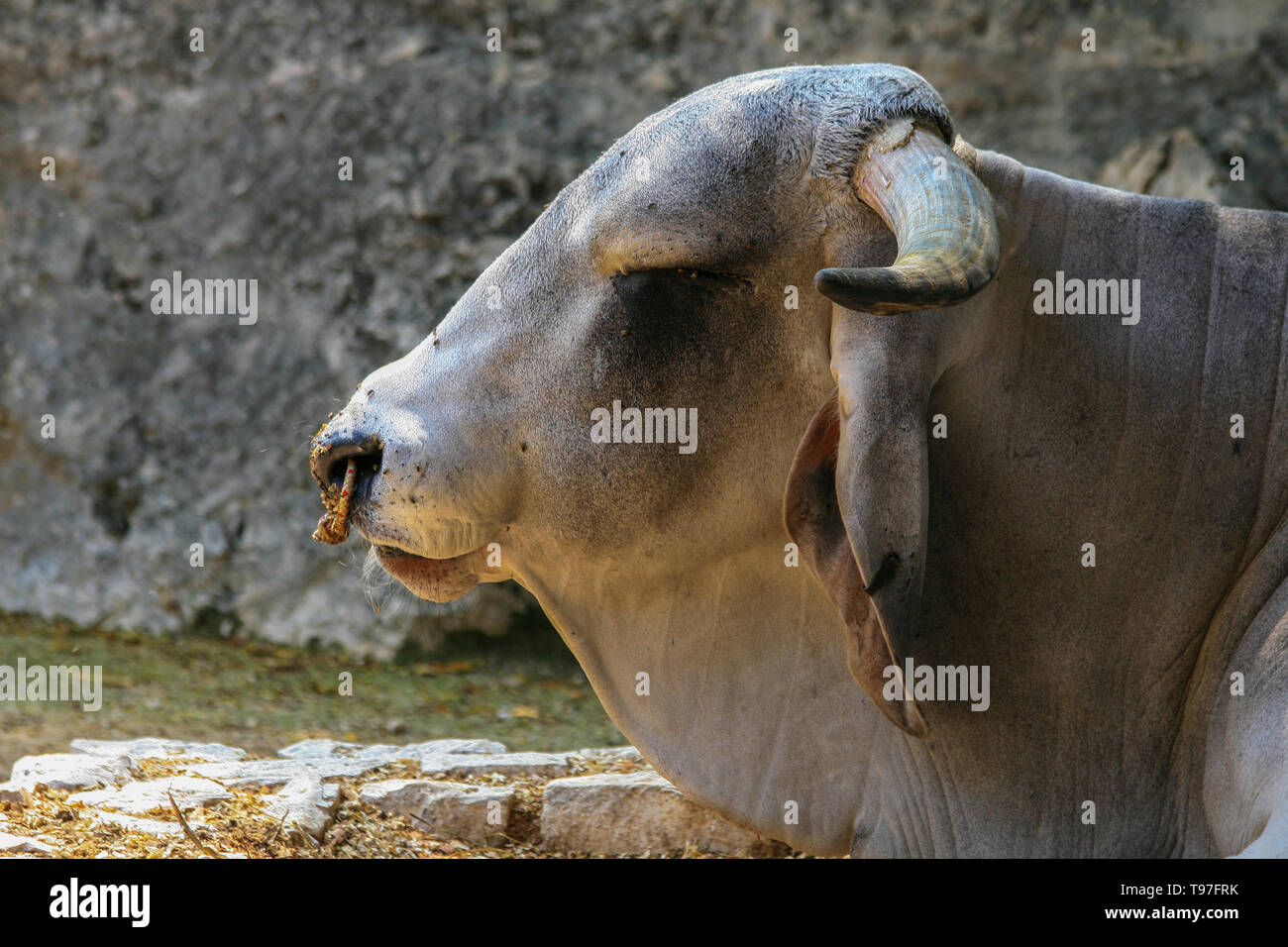 Amazon rainforest deforestation cattle hi-res stock photography and ...