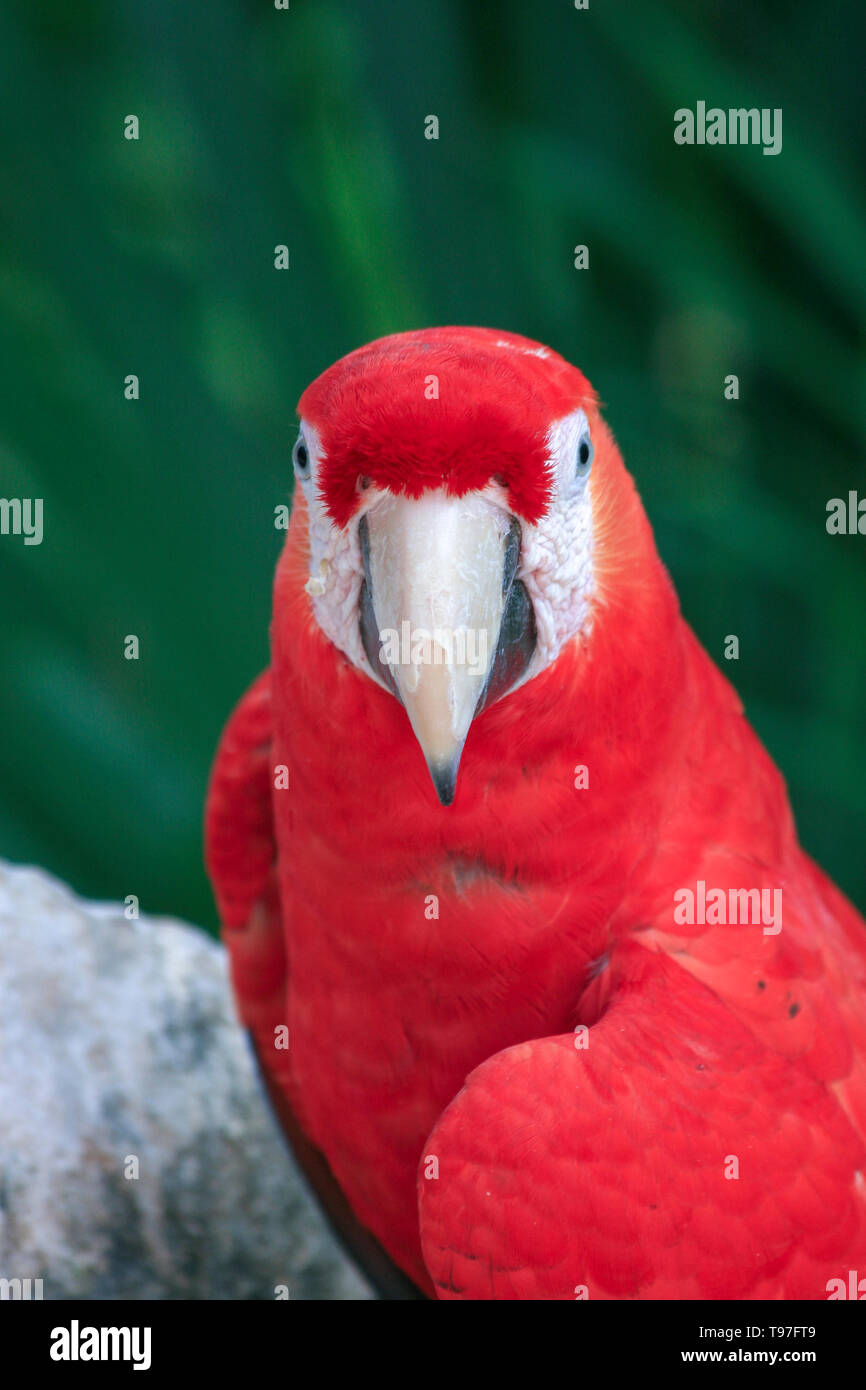 Big red blue parrot in mexican Stock Photo - Alamy