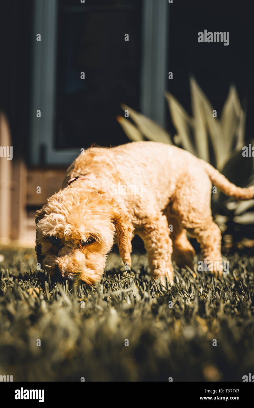Cavoodle playing hi-res stock photography and images - Alamy