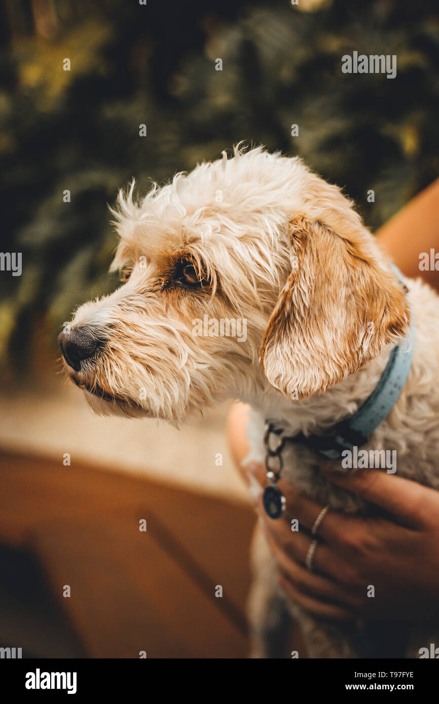 Cavoodle playing hi-res stock photography and images - Alamy