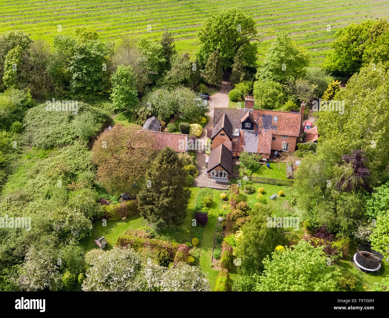 Traditional Suffolk cottage in woodland surrounded by agriculture ...