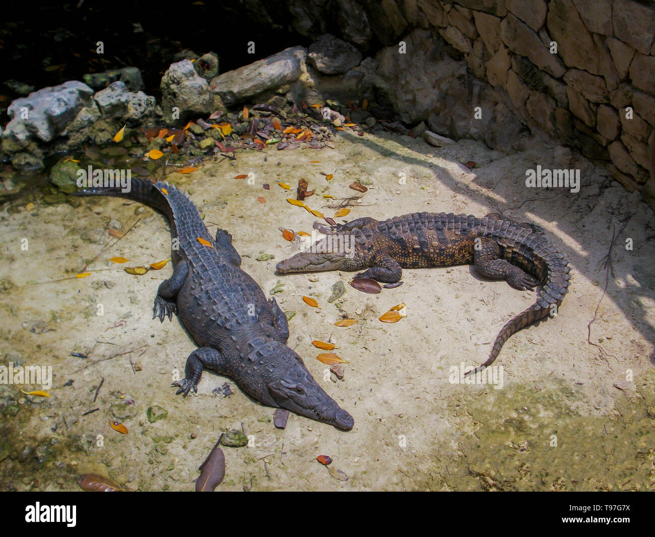 Swim with crocodiles hi-res stock photography and images - Alamy
