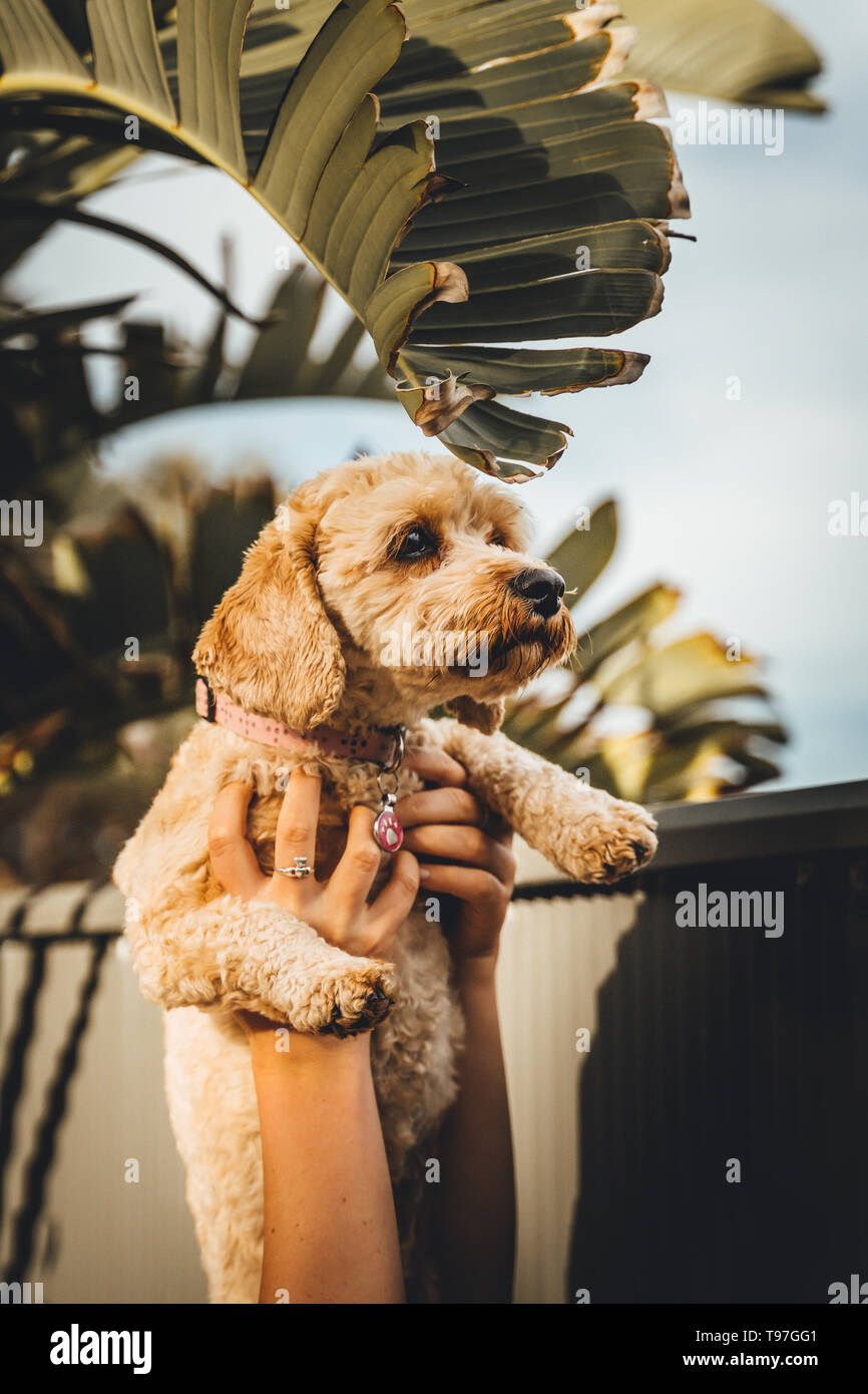 Cavoodle hi-res stock photography and images - Alamy