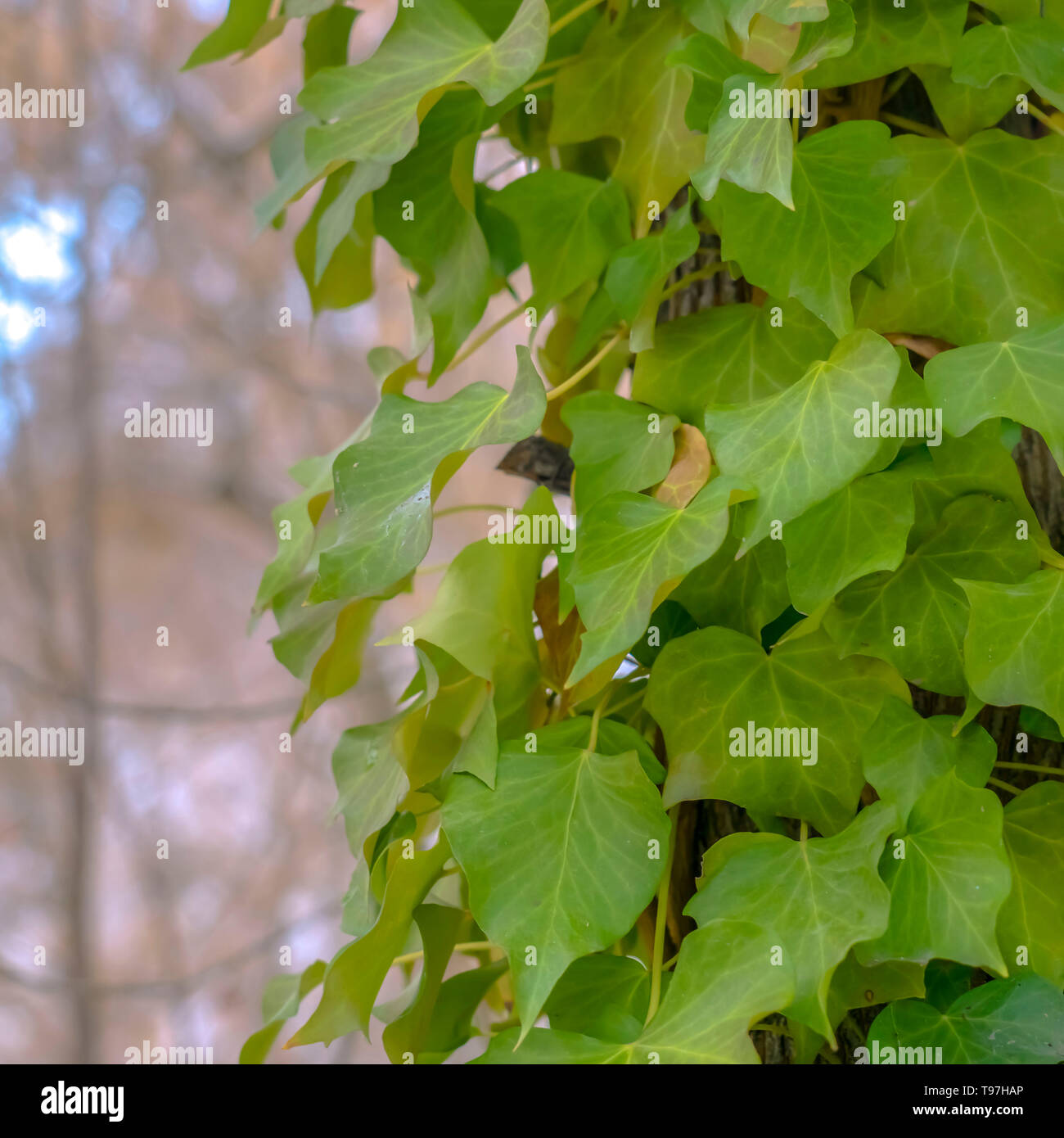 Clear Square Lush vines growing on the brown trunk of a tree in the ...