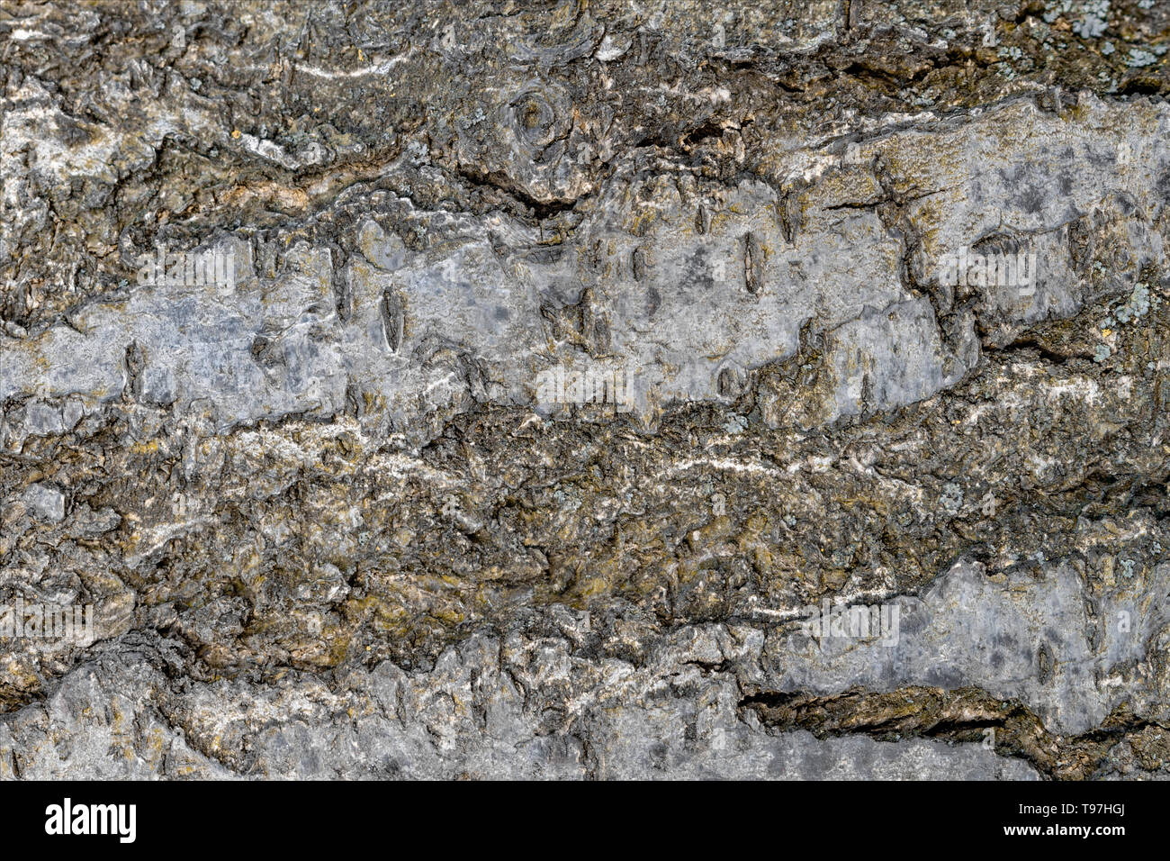 wallpaper gray bark texture of the tree filling the entire frame Stock ...