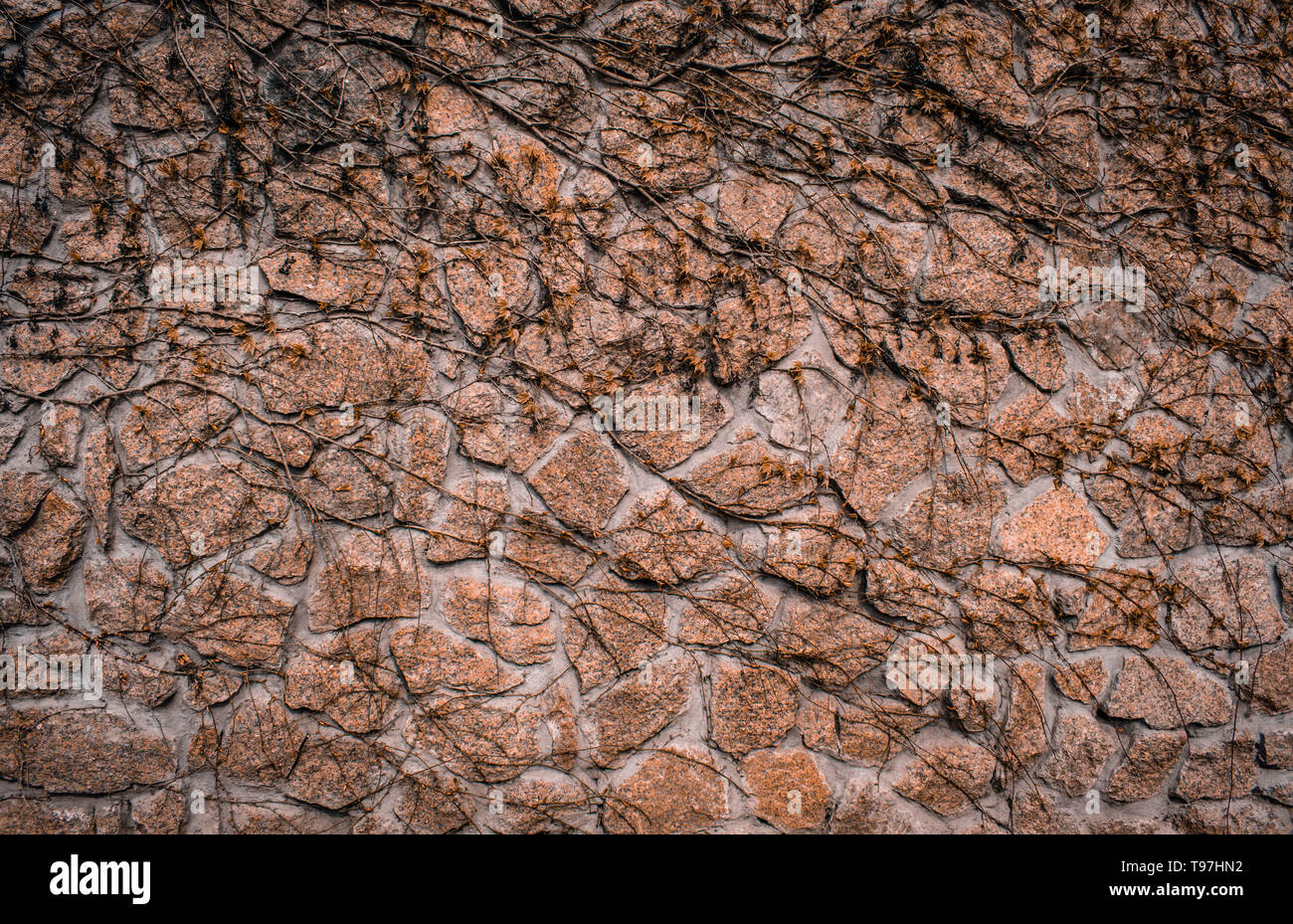 Textured texture of an old stone wall with autumn plants. Wallpaper for ...