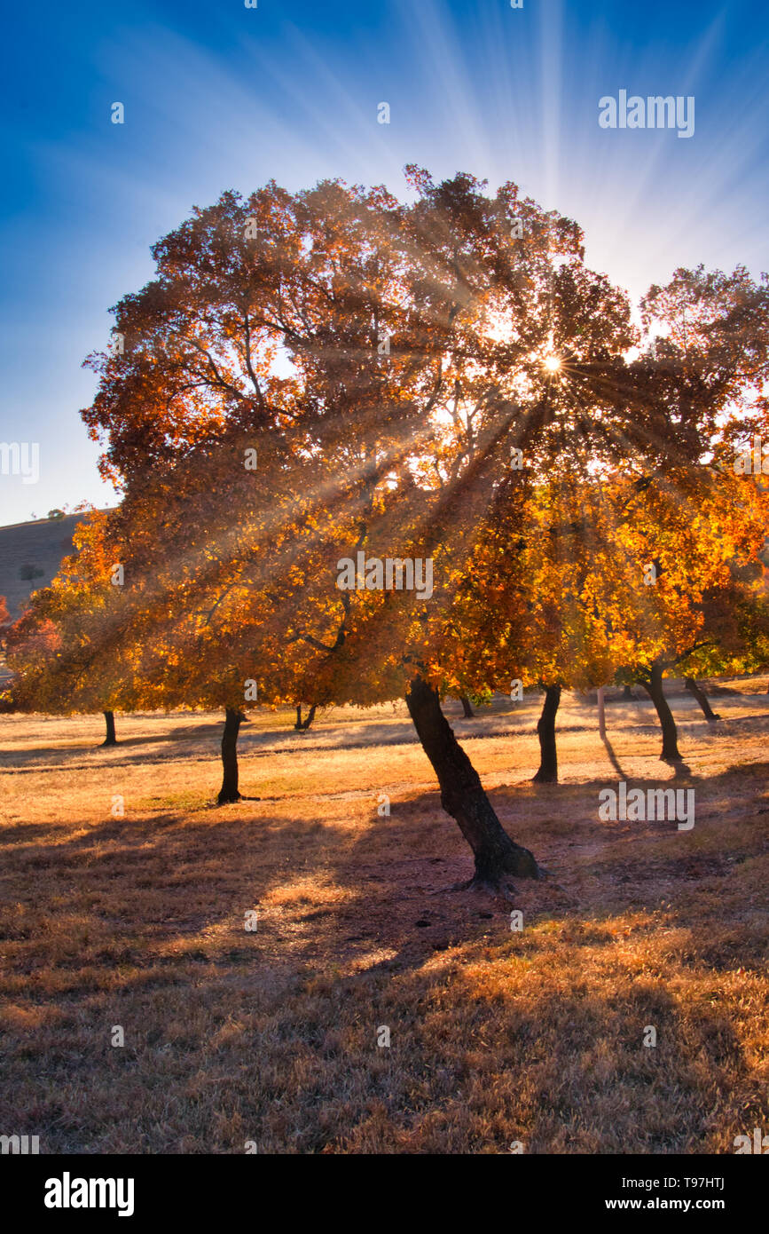 Sunstar in maple tree forest during autumn Stock Photo - Alamy