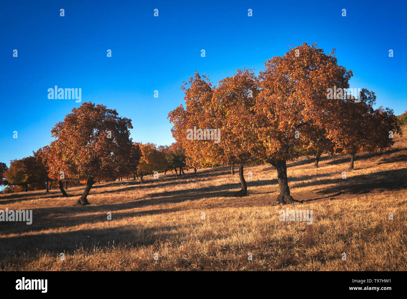 Maple tree forest during autumn Stock Photo - Alamy