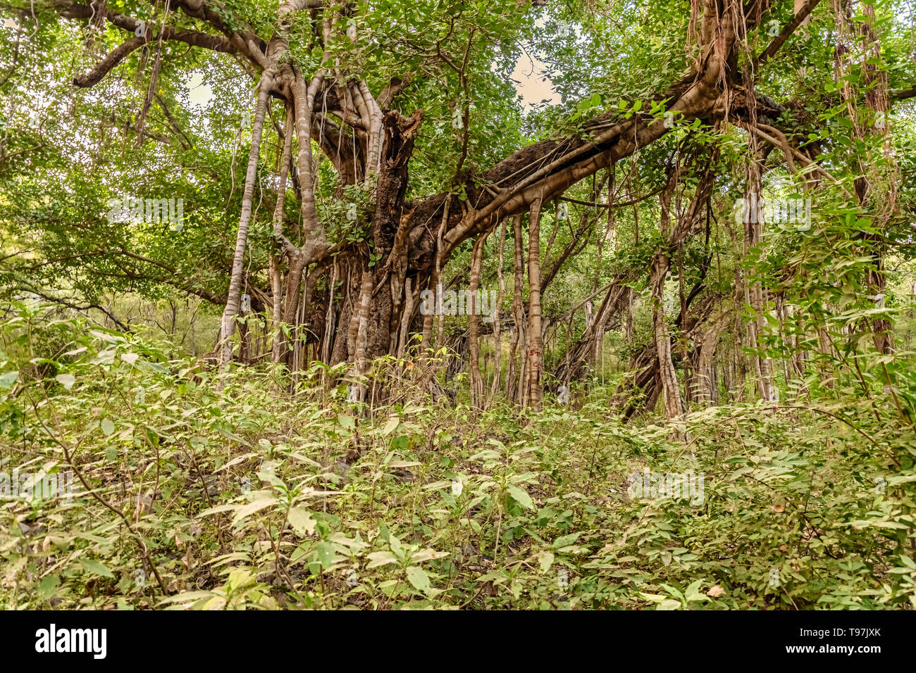 Banyan tree ranthambore national park hi-res stock photography and ...