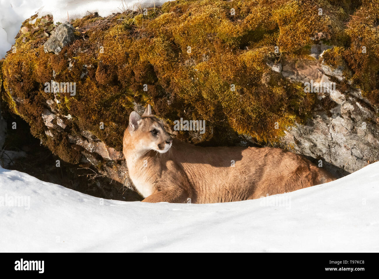 North America; United States; Montana; Wildlife; Mammals; Predators ...