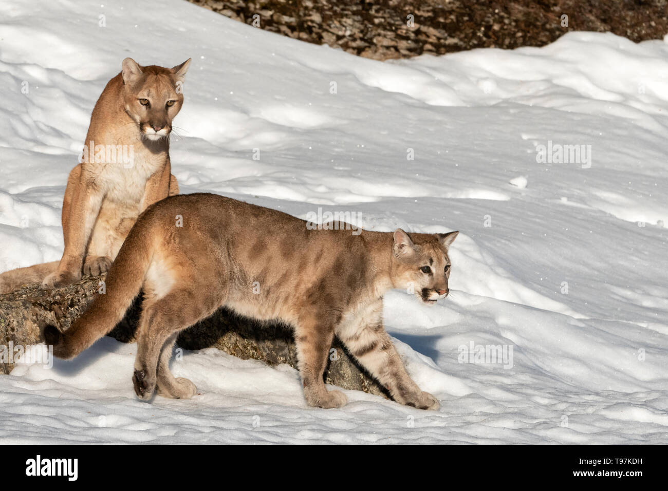 North America; United States; Montana; Wildlife; Mammals; Predators ...