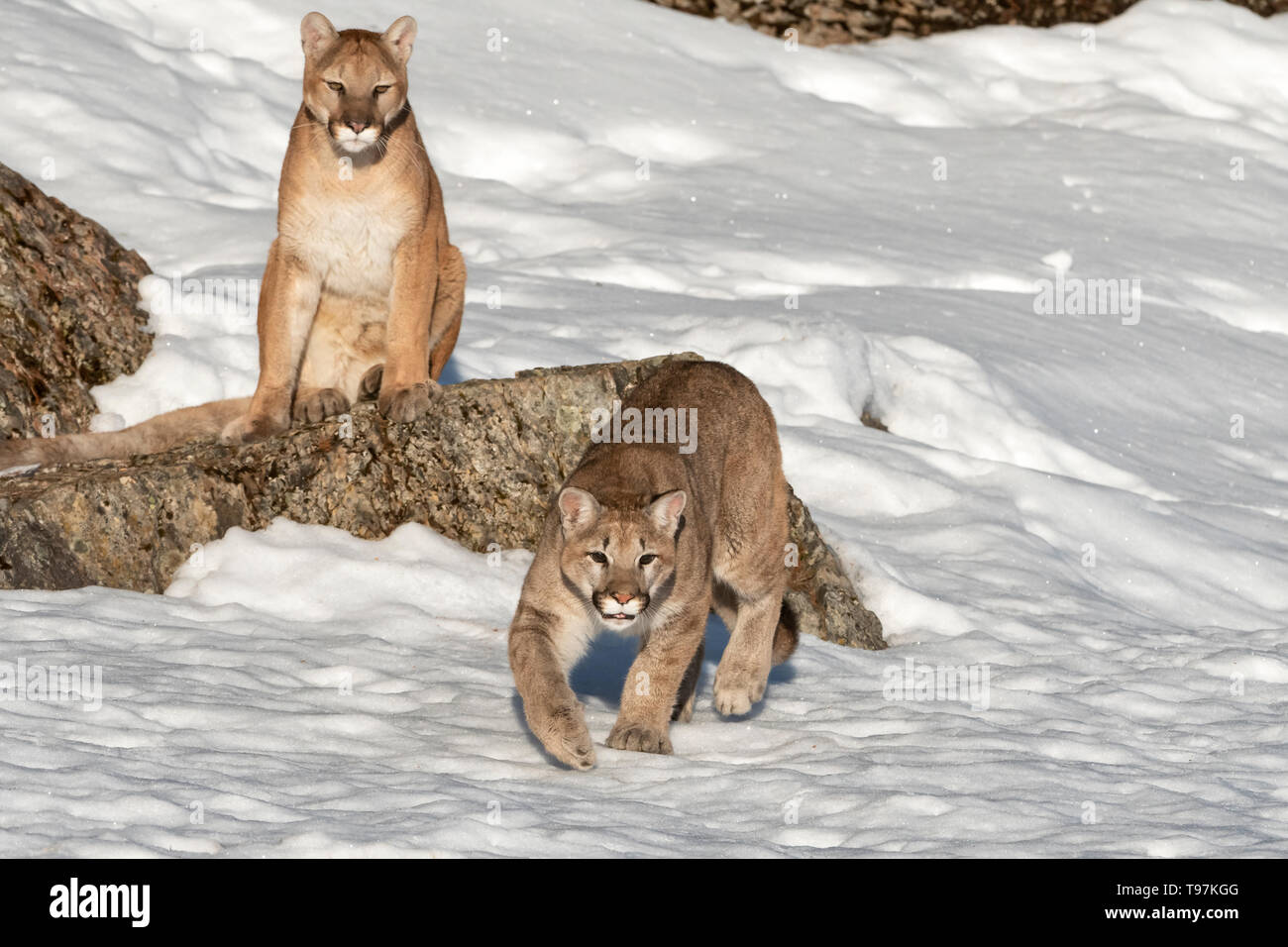 North America; United States; Montana; Wildlife; Mammals; Predators ...