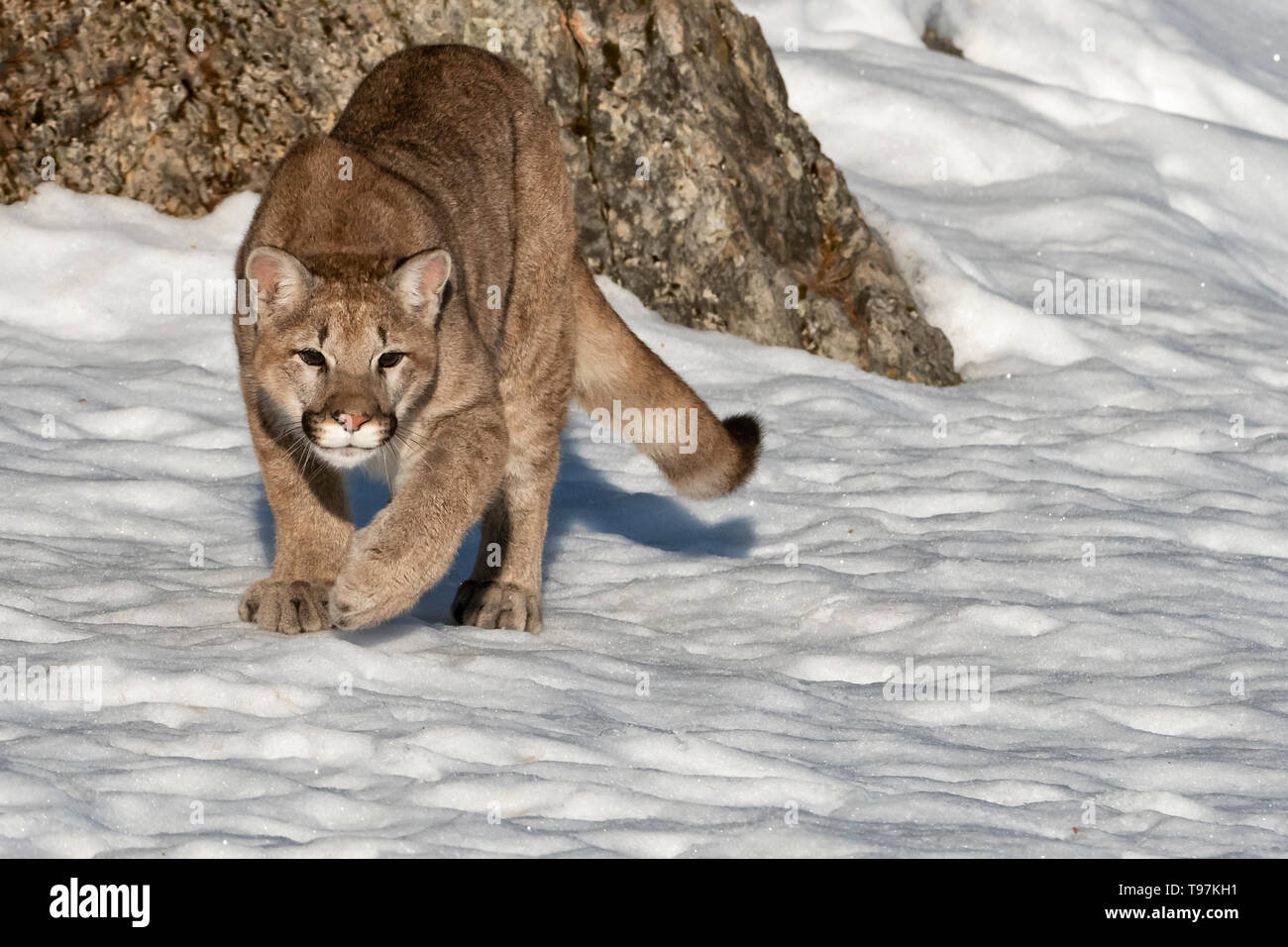 North America; United States; Montana; Wildlife; Mammals; Predators ...