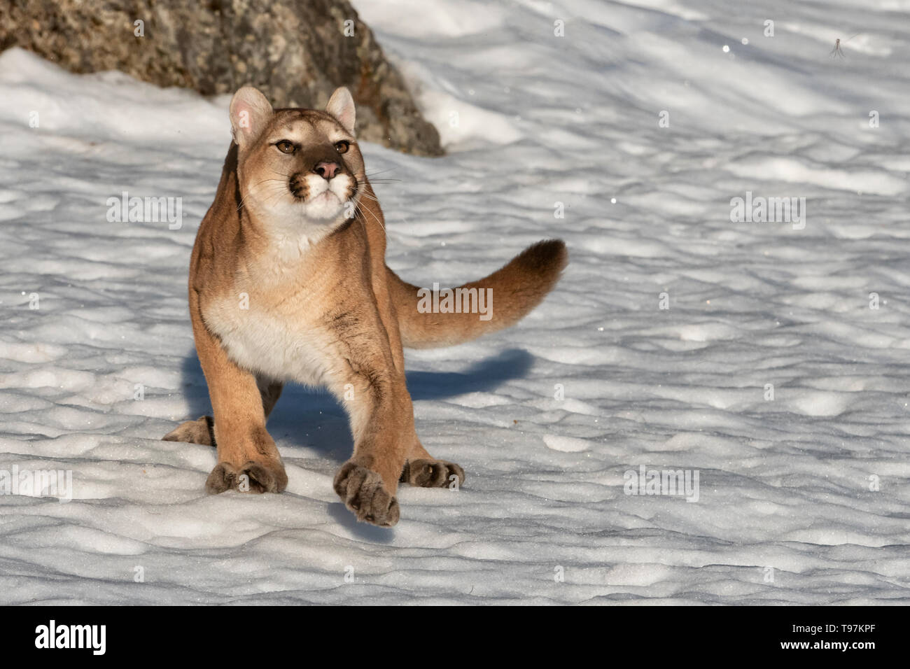 North America; United States; Montana; Wildlife; Mammals; Predators ...