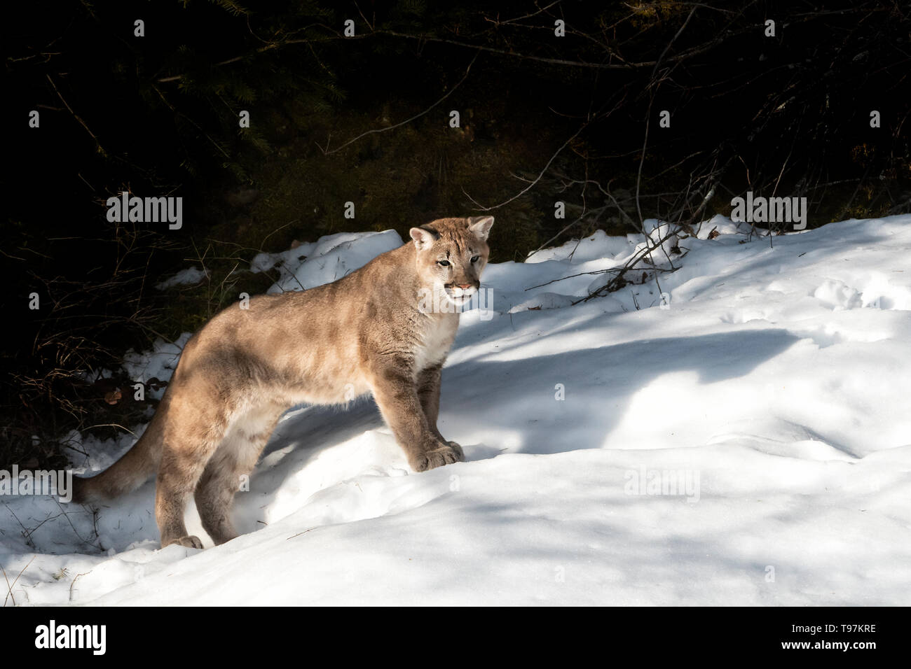 North America; United States; Montana; Wildlife; Mammals; Predators ...