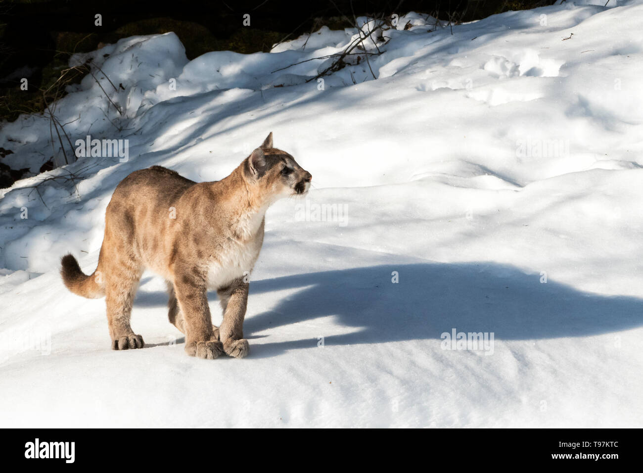 North America; United States; Montana; Wildlife; Mammals; Predators ...