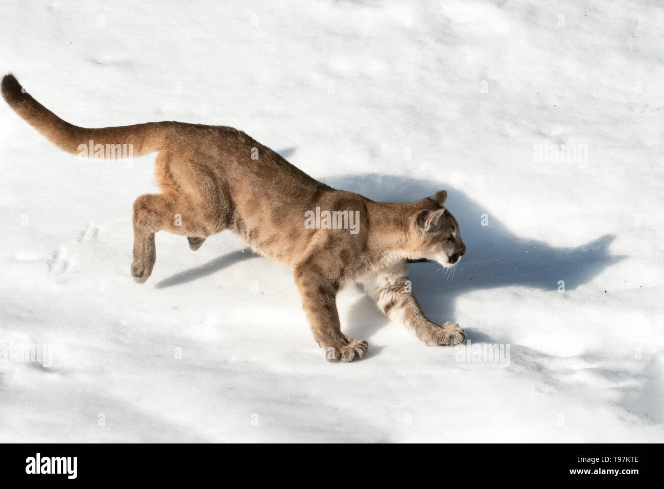 North America; United States; Montana; Wildlife; Mammals; Predators ...