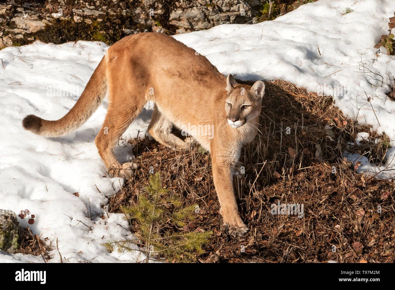 North America; United States; Montana; Wildlife; Mammals; Predators ...