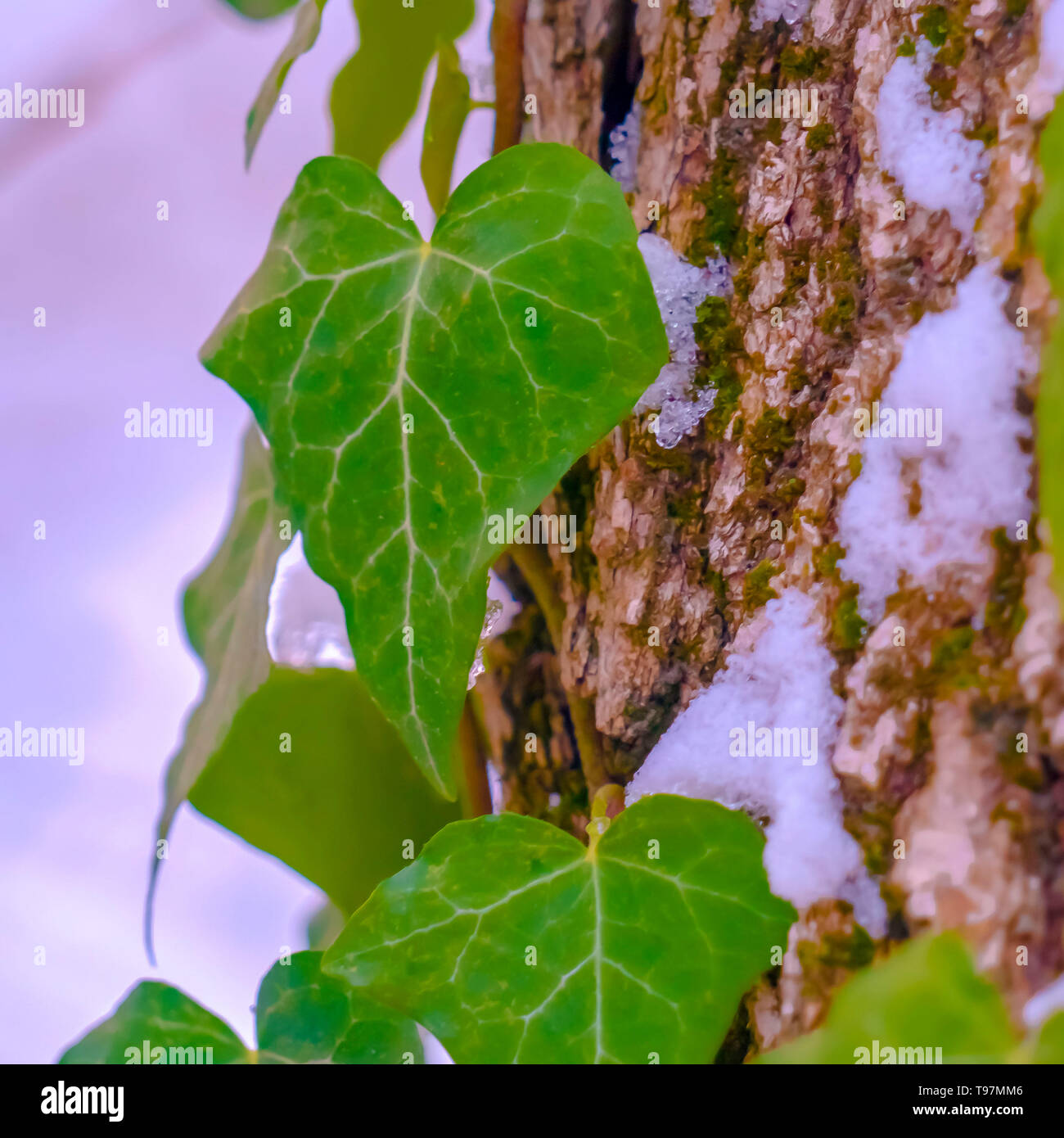 Vines Snow High Resolution Stock Photography and Images - Alamy