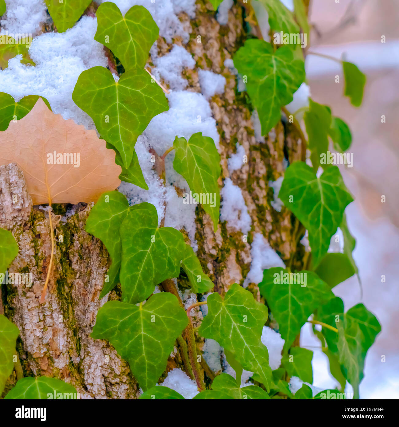 Square for vines hi-res stock photography and images - Alamy