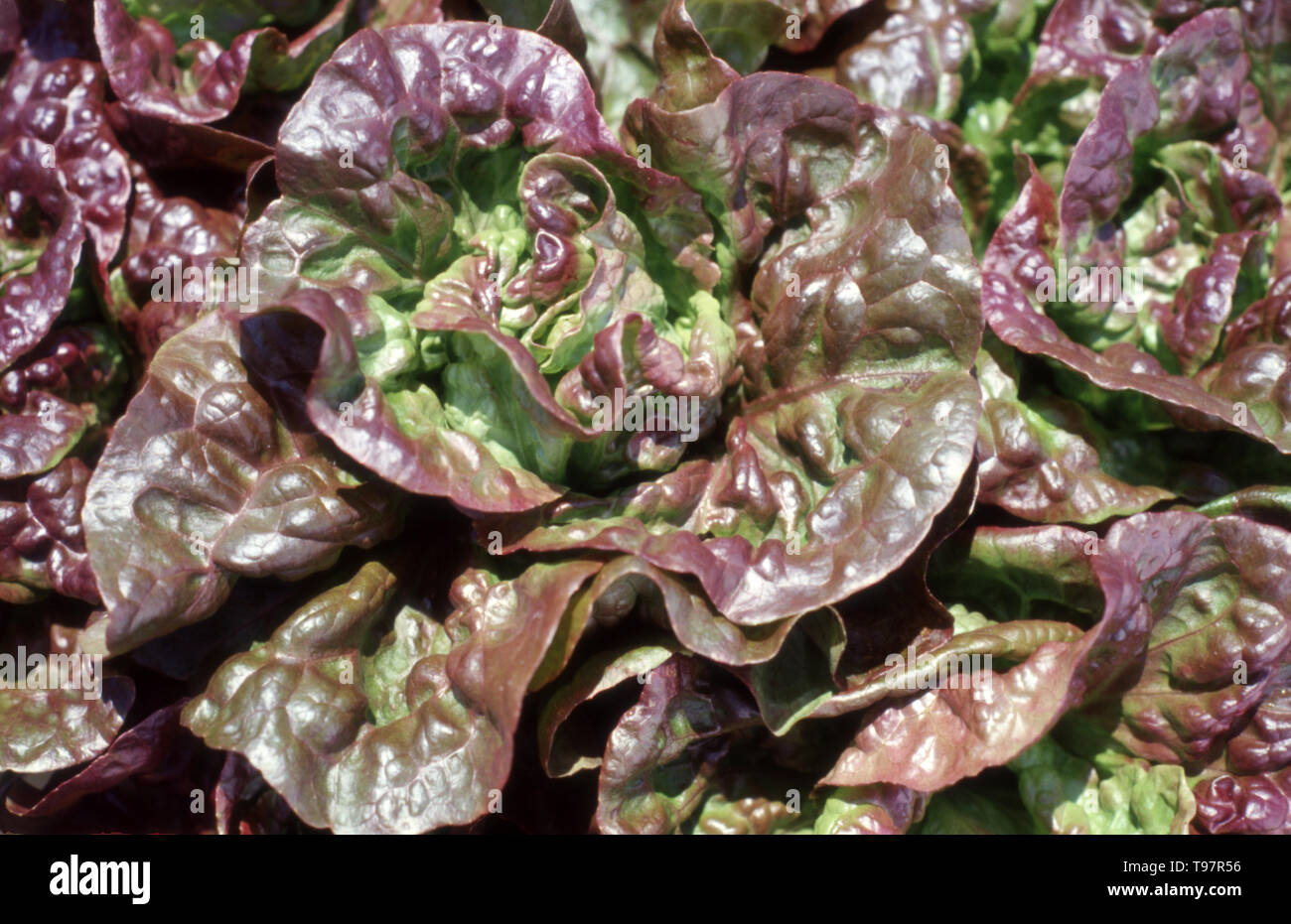 MIGNONETTE LETTUCES (LARGE RED Stock Photo - Alamy