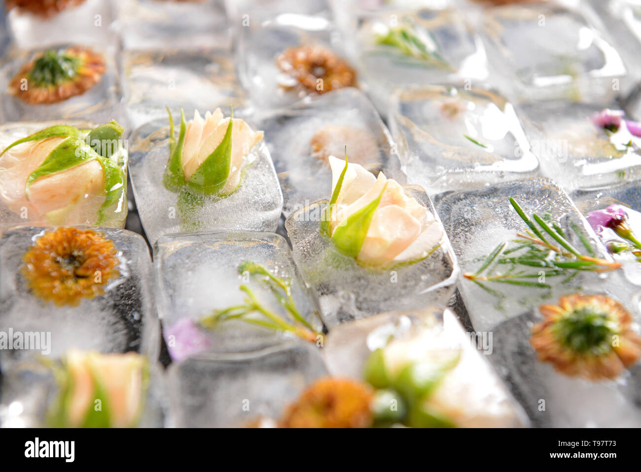 Flowers frozen in ice hi-res stock photography and images - Alamy