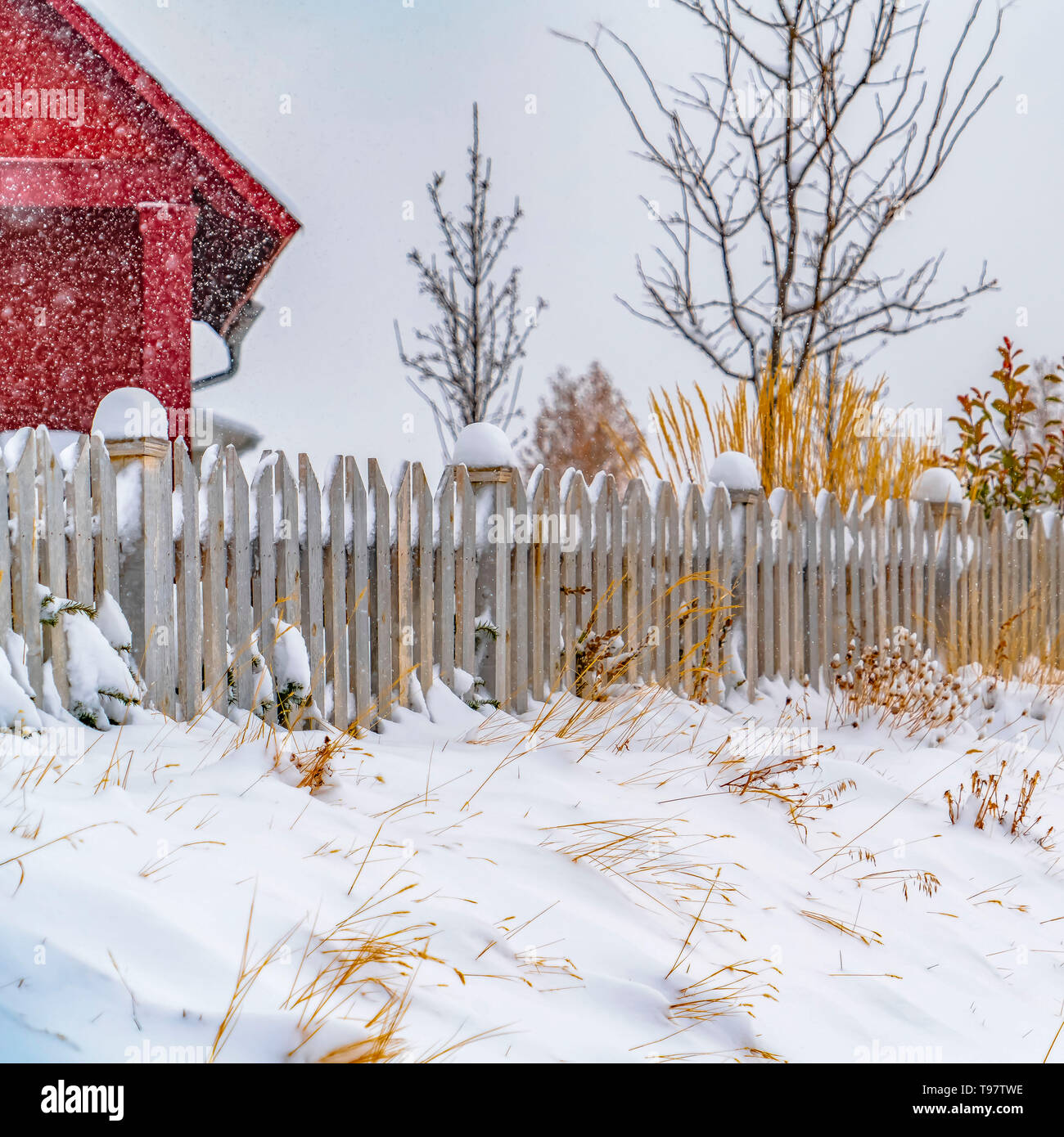 Square topped trees hi-res stock photography and images - Alamy