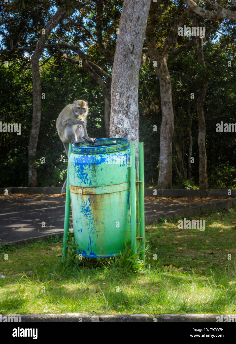 Monkey Eating Grass High Resolution Stock Photography and Images - Alamy