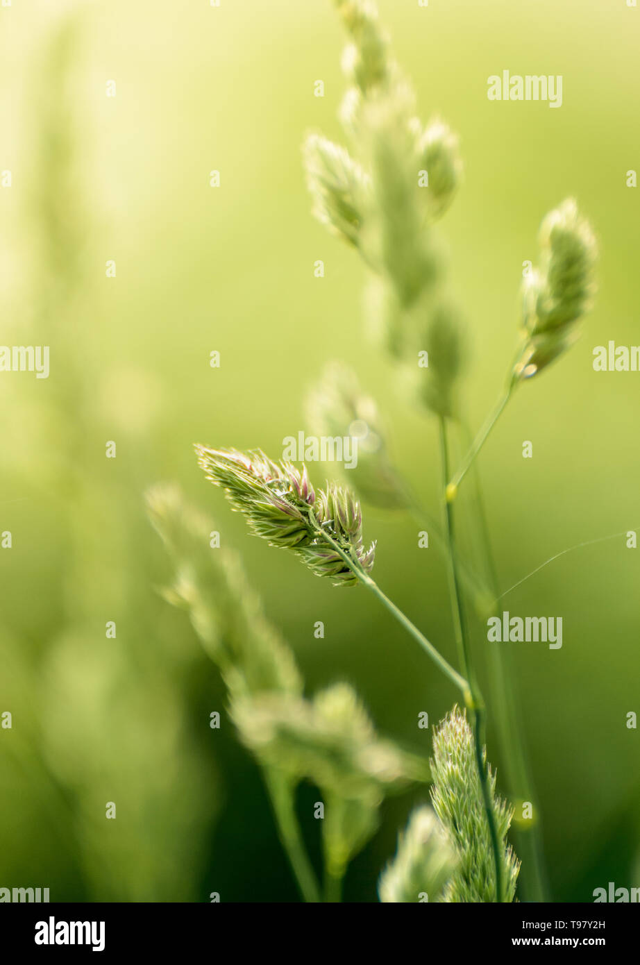 Sunlight green grass stems hi-res stock photography and images - Alamy